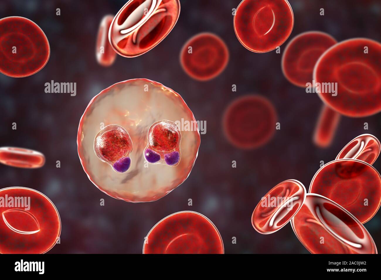 Protozoan Plasmodium falciparum in the stage of ring form tr Stock ...