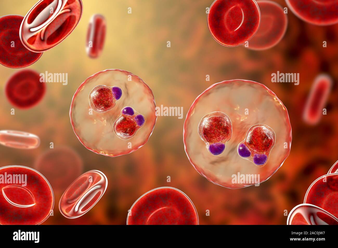 Protozoan Plasmodium falciparum in the stage of ring form tr Stock ...