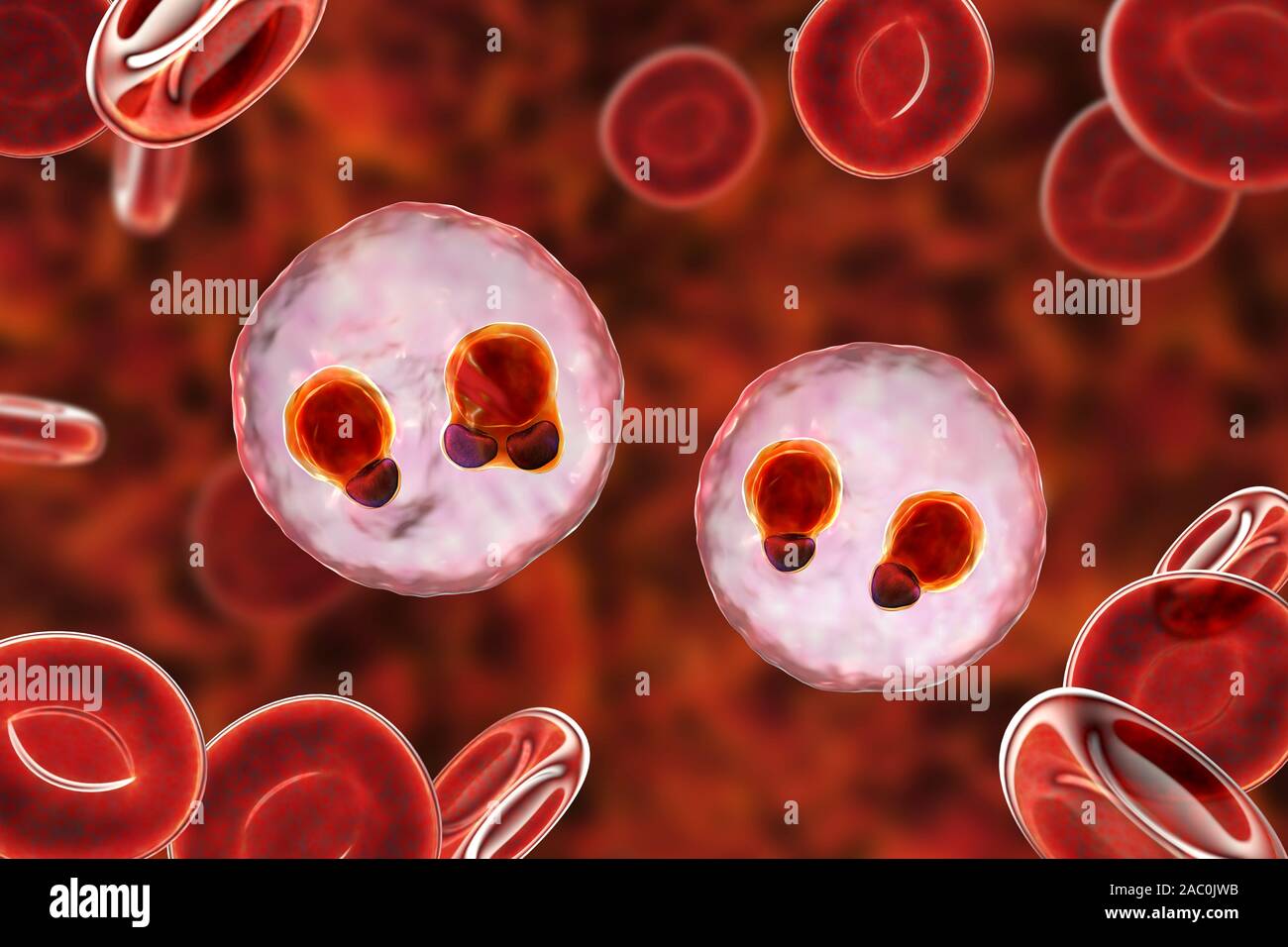 Plasmodium falciparum ring hi-res stock photography and images - Alamy