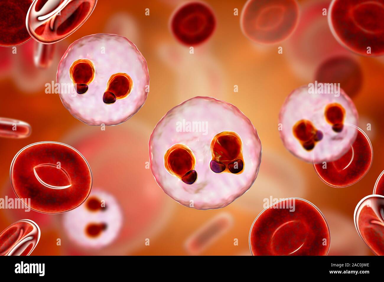 Protozoan Plasmodium falciparum in the stage of ring form tr Stock ...