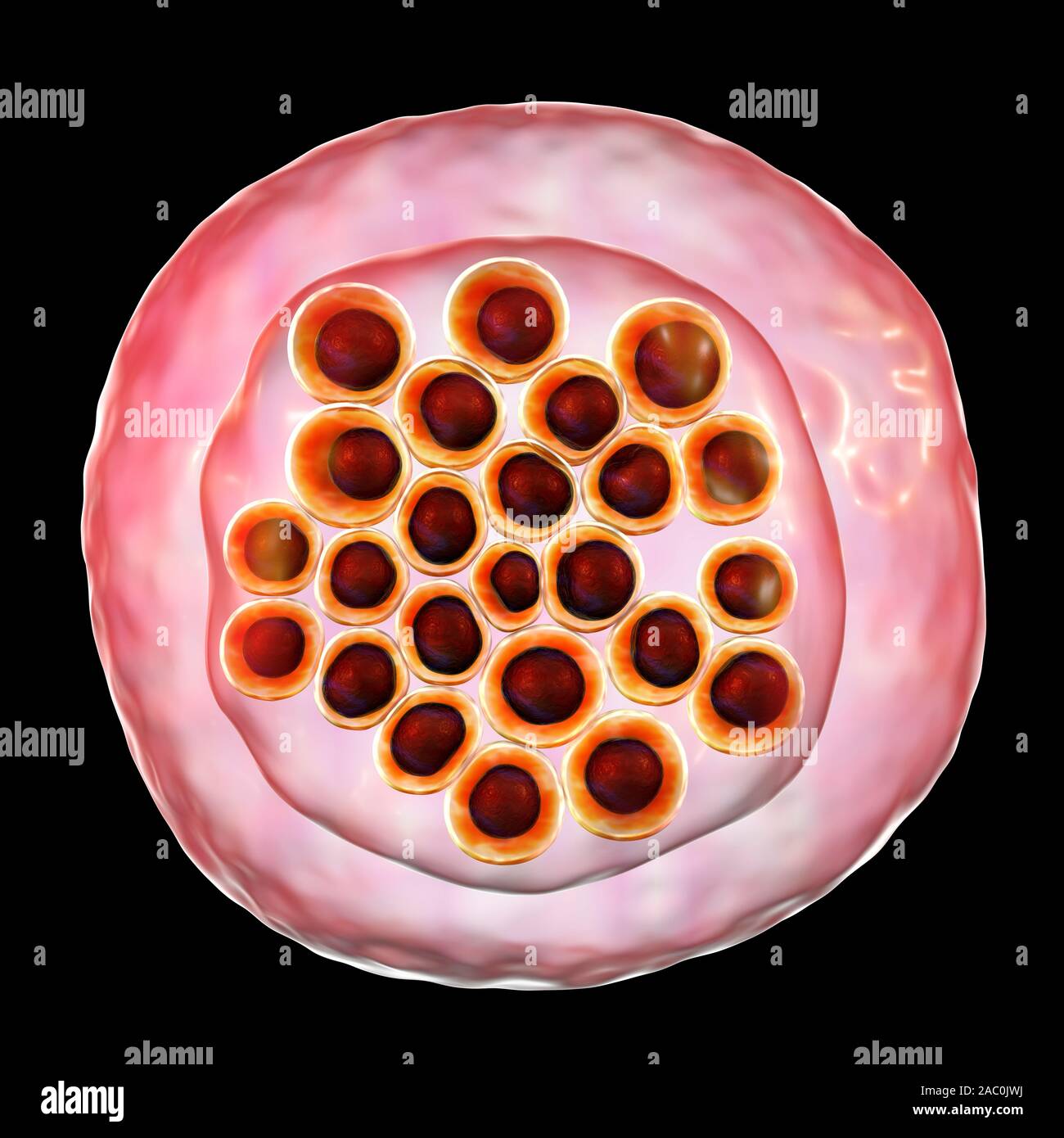 Protozoan Plasmodium falciparum in the stage of schizont, il Stock ...