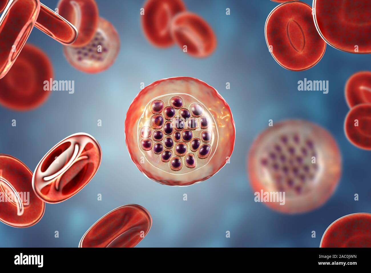 Protozoan Plasmodium falciparum in the stage of schizont, il Stock ...