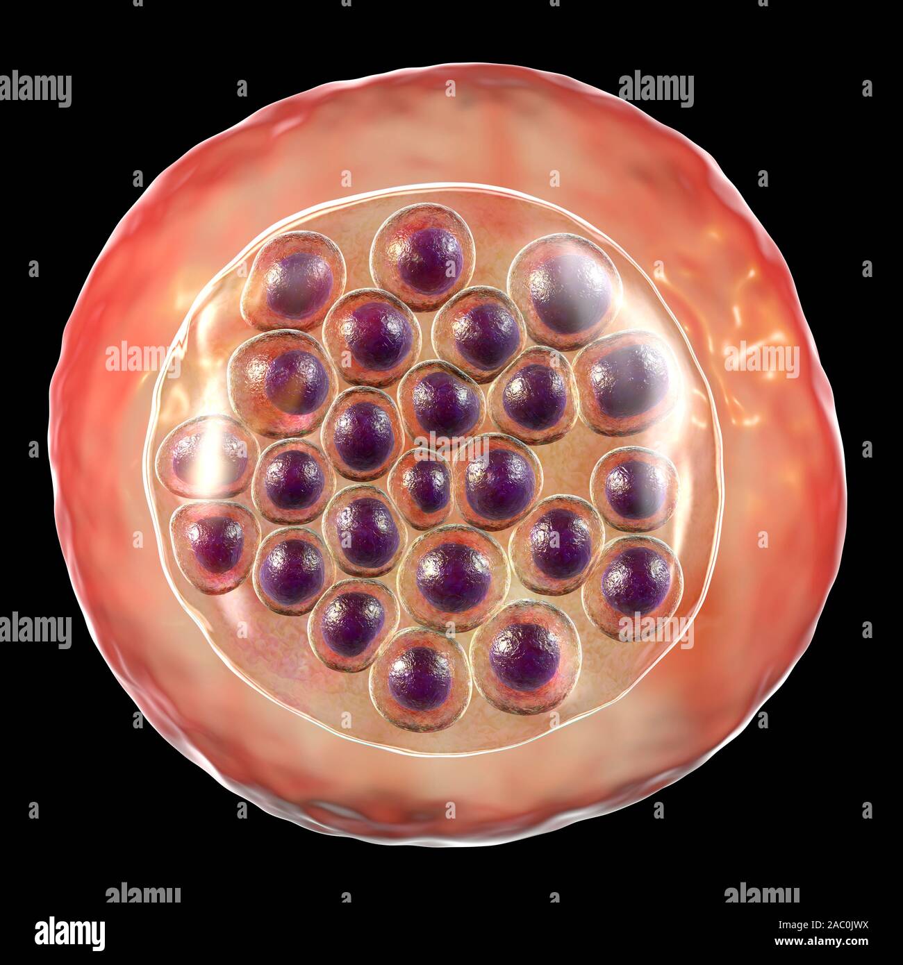 Protozoan Plasmodium falciparum in the stage of schizont, il Stock ...