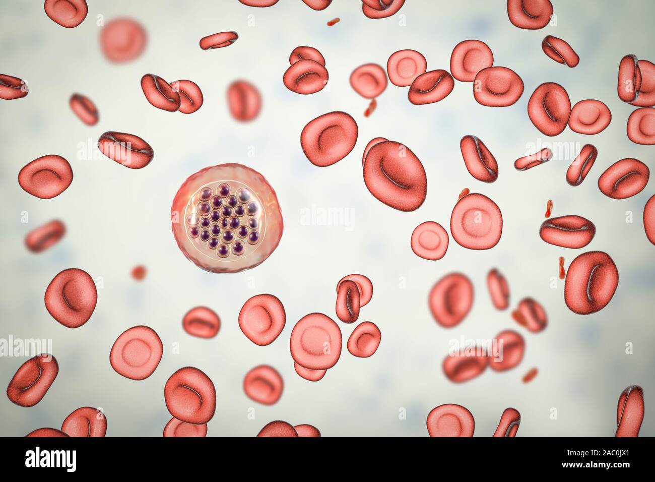 Protozoan Plasmodium falciparum in the stage of schizont, il Stock ...