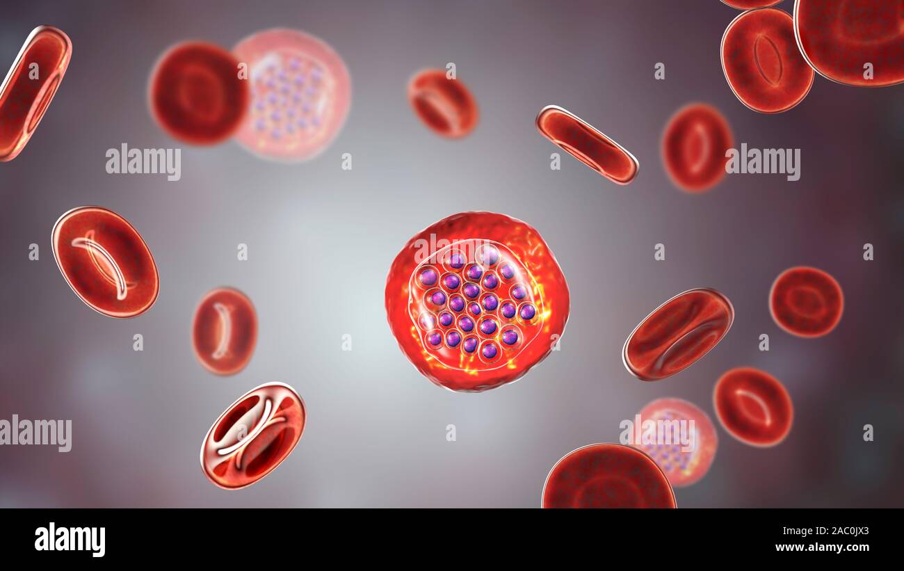 Protozoan Plasmodium falciparum in the stage of schizont, il Stock ...