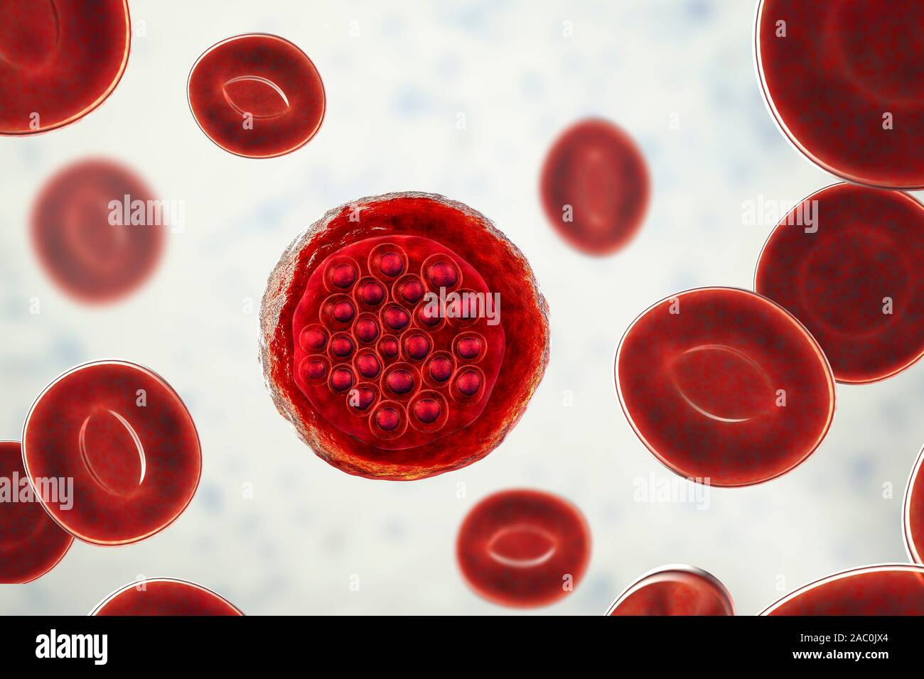 Protozoan Plasmodium falciparum in the stage of schizont, il Stock ...