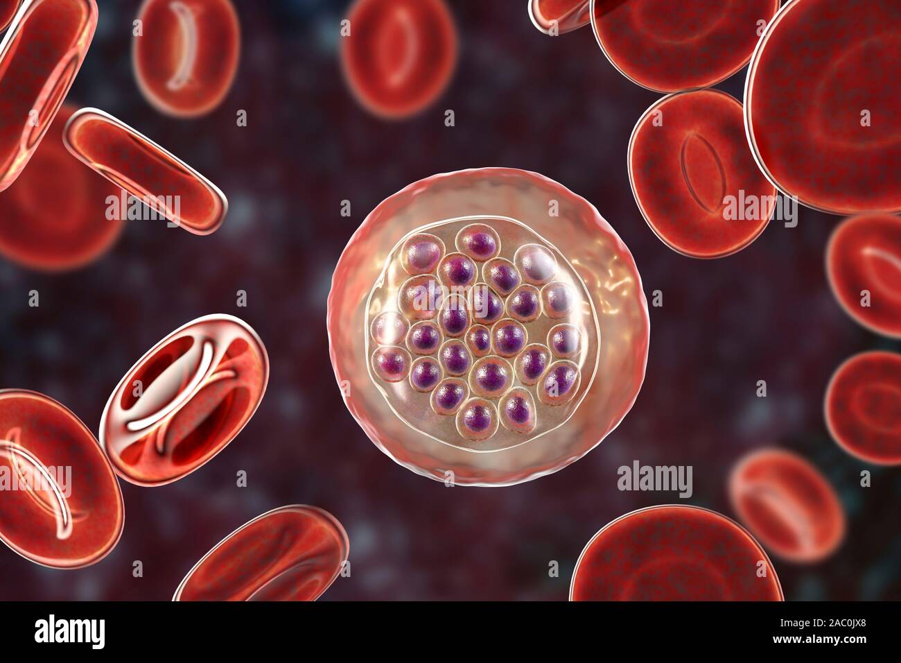 Mature schizont hi-res stock photography and images - Alamy