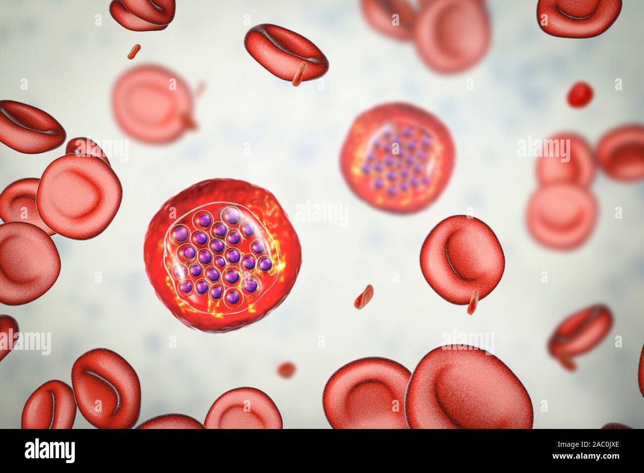 Protozoan Plasmodium falciparum in the stage of schizont, il Stock ...