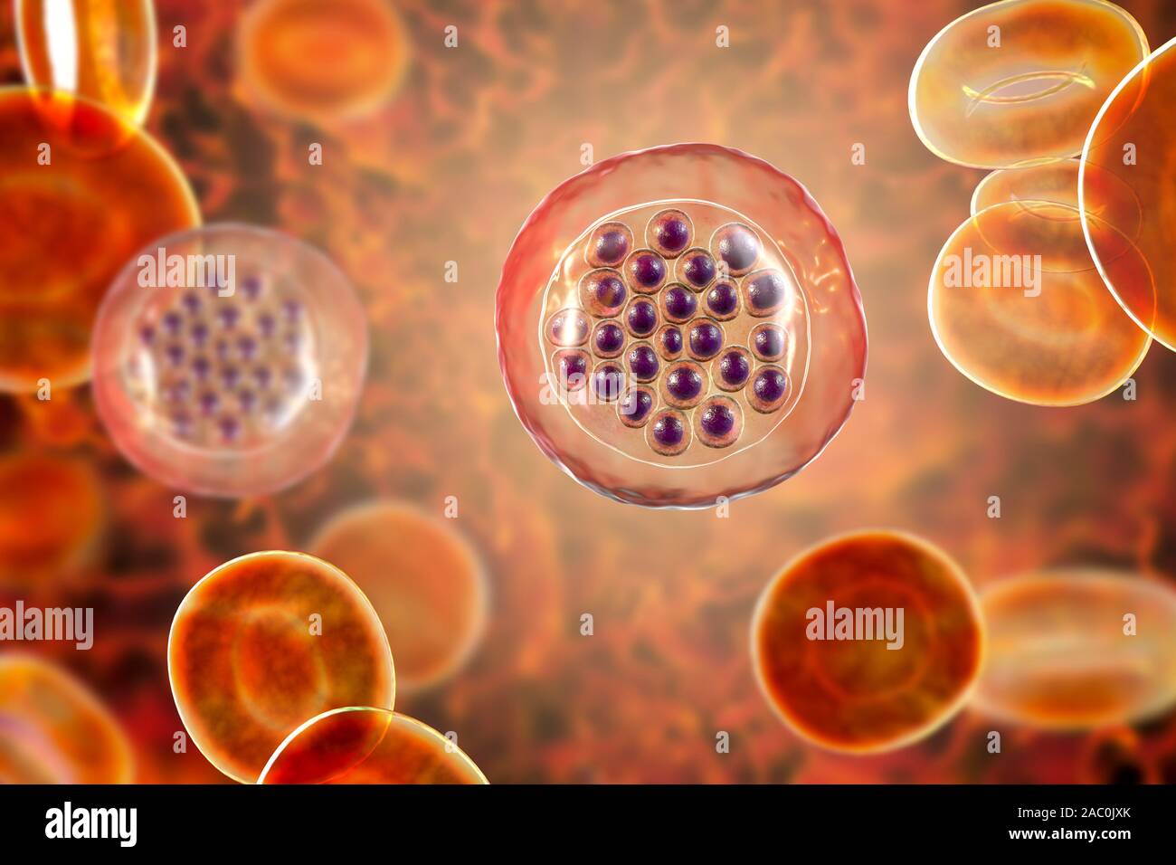 Protozoan Plasmodium falciparum in the stage of schizont, il Stock ...
