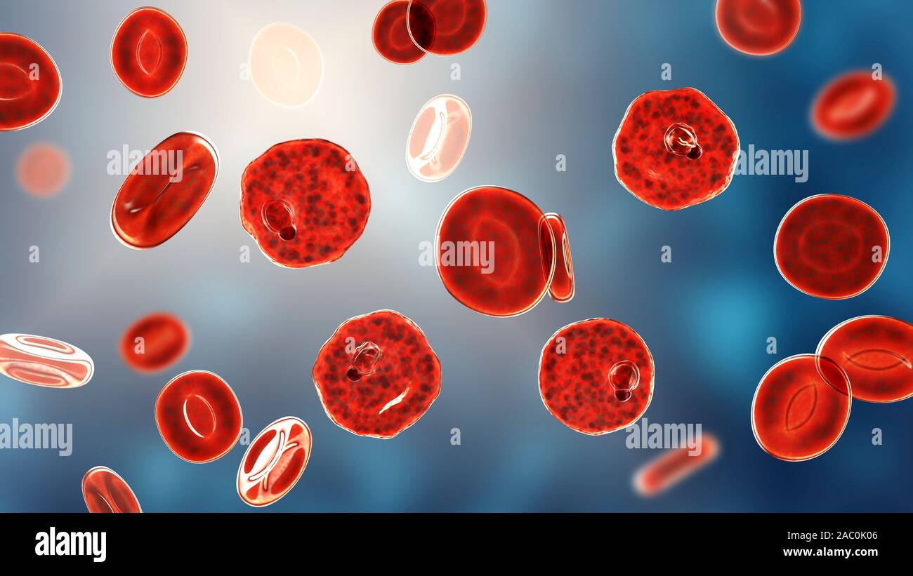 Plasmodium Vivax Morphology