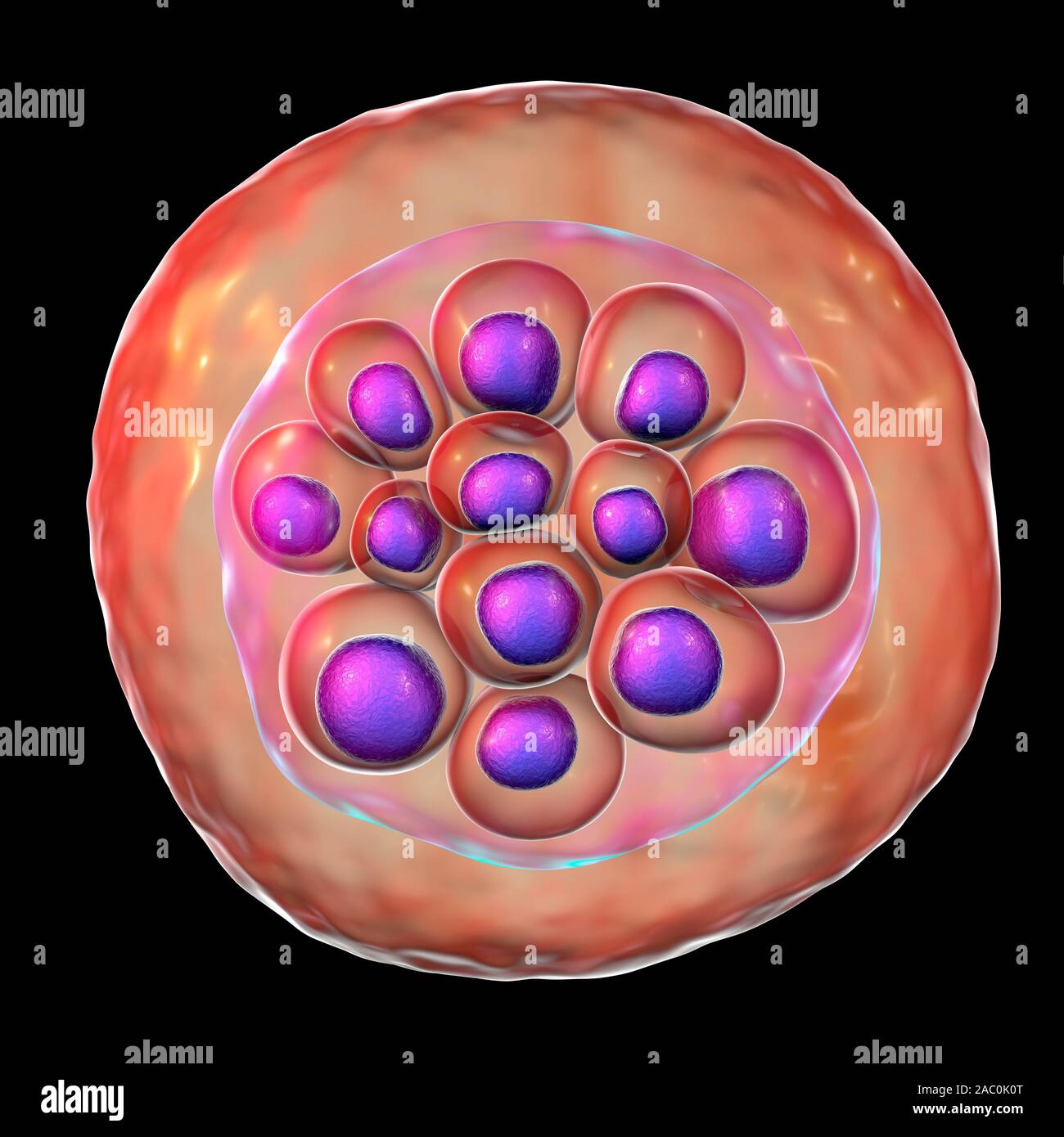 Sporulation In Plasmodium Vivax