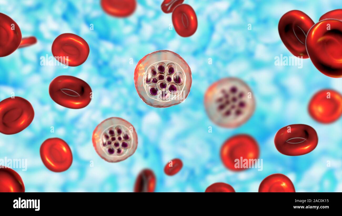 Plasmodium vivax inside red blood cells, illustration Stock Photo - Alamy