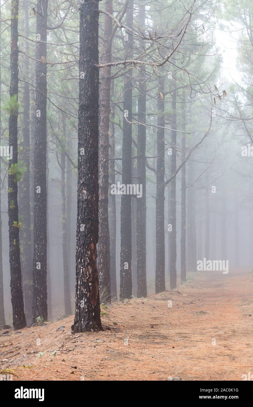 Canarian pine tree (Pinus Canariensis) forest Stock Photo - Alamy