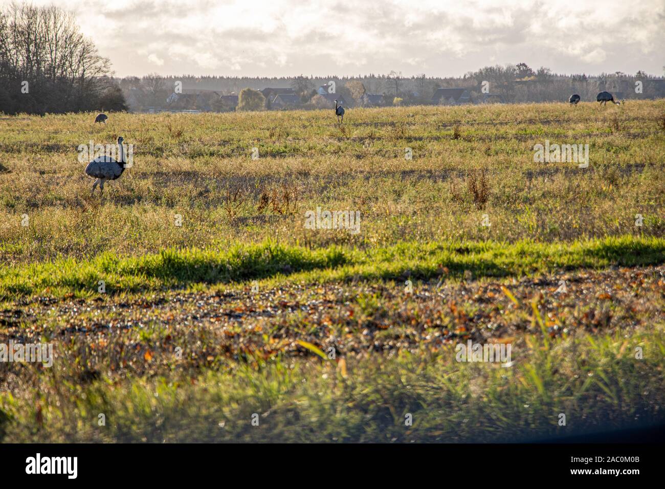 many Nandus stand on a pasture and look for fodder Stock Photo - Alamy