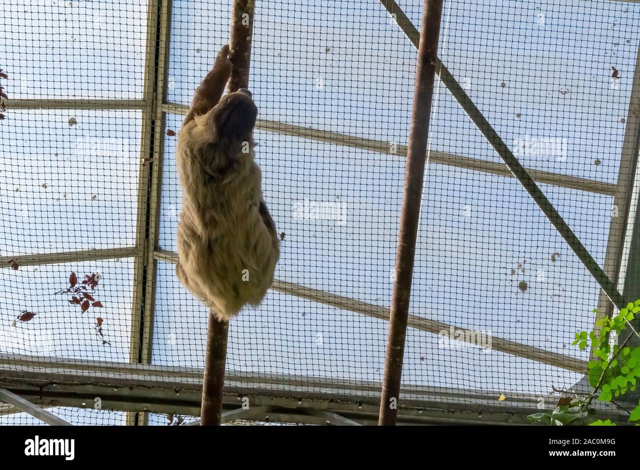 Sloth hanging from tree hi-res stock photography and images - Alamy