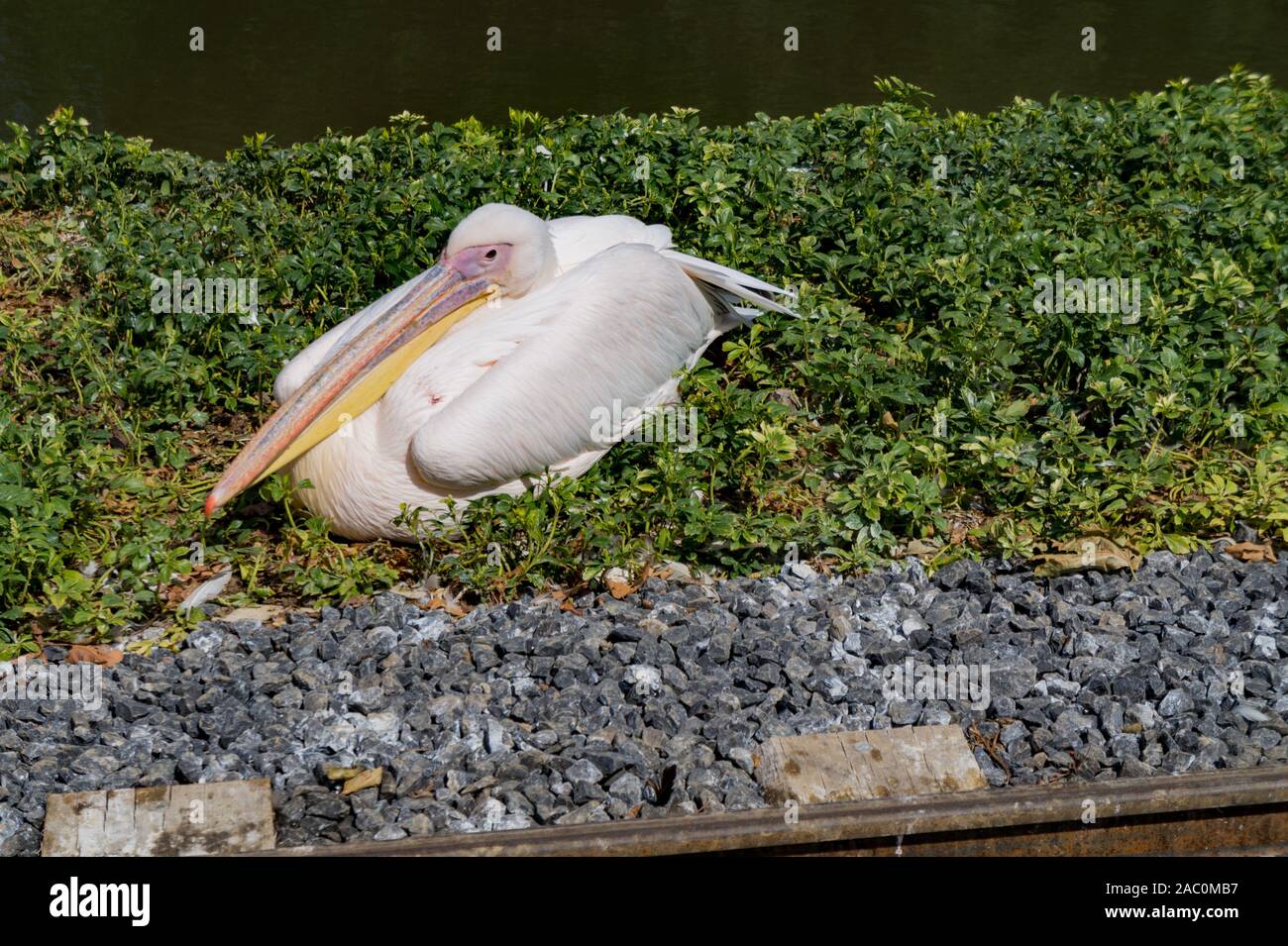 Pelicans lying in the grass Stock Photo - Alamy