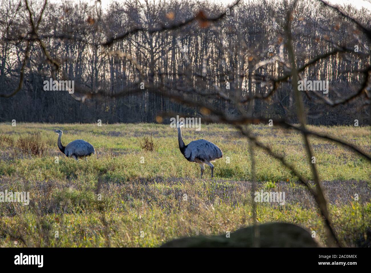 many Nandus stand on a pasture and look for fodder Stock Photo - Alamy