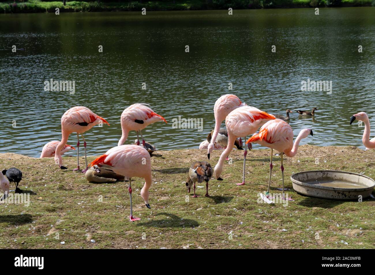 Flamingos in lake rural hi-res stock photography and images - Alamy