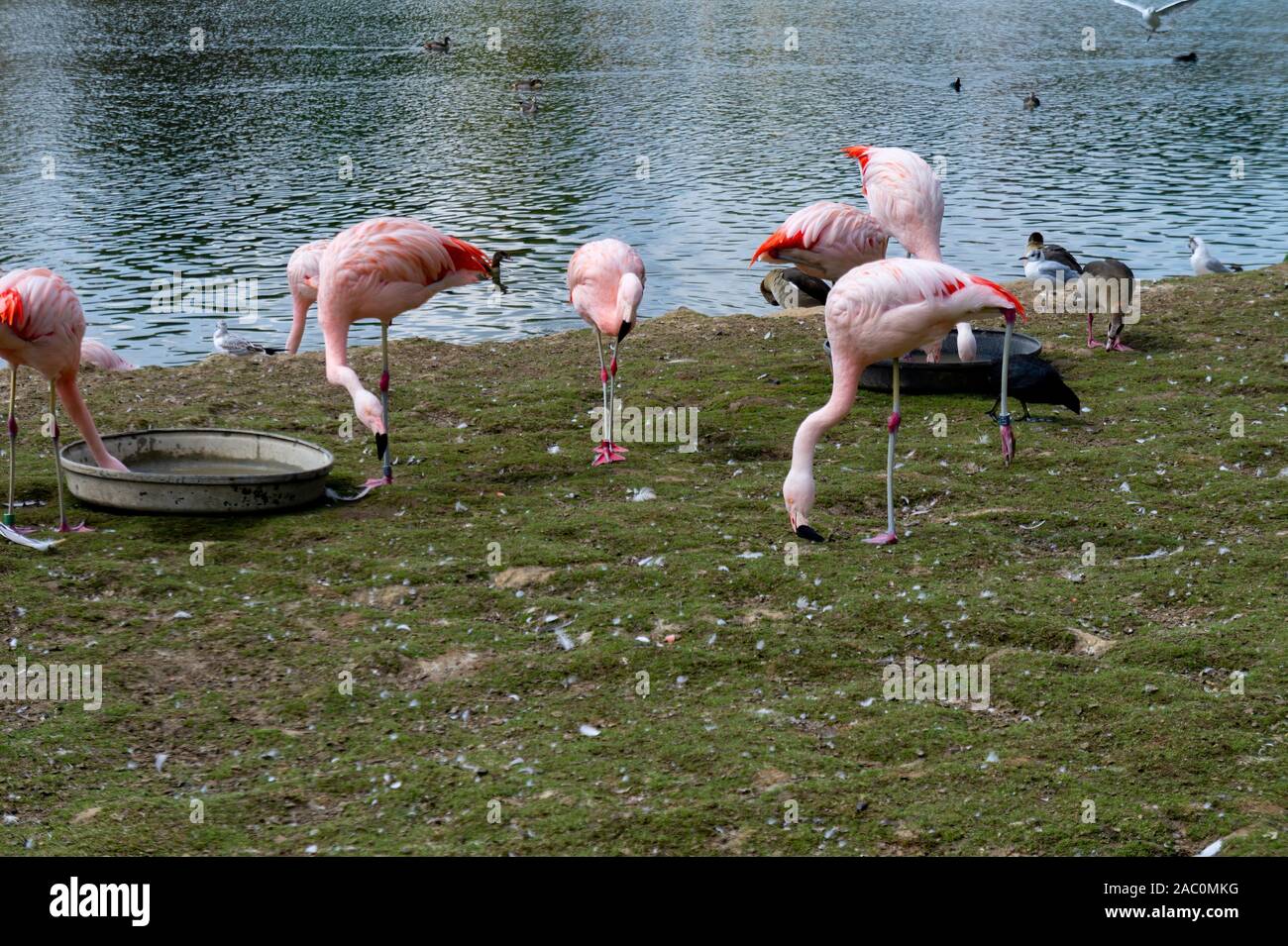 Close up on flock flamingos hi-res stock photography and images - Alamy