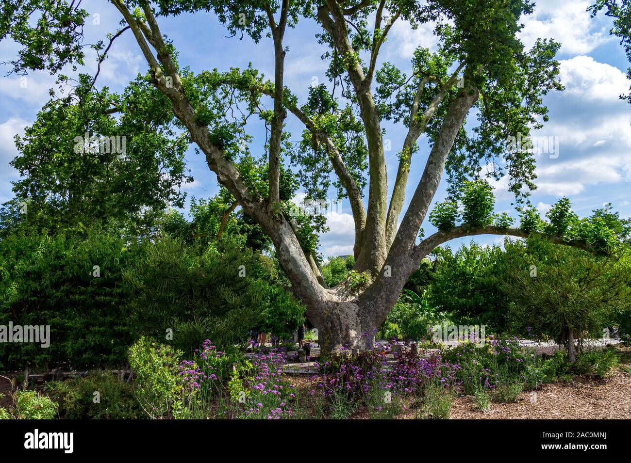 Strange ancient big tree wide view Stock Photo - Alamy
