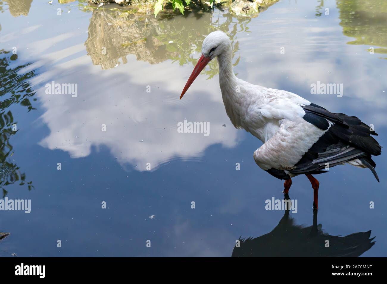 Real stork hi-res stock photography and images - Alamy