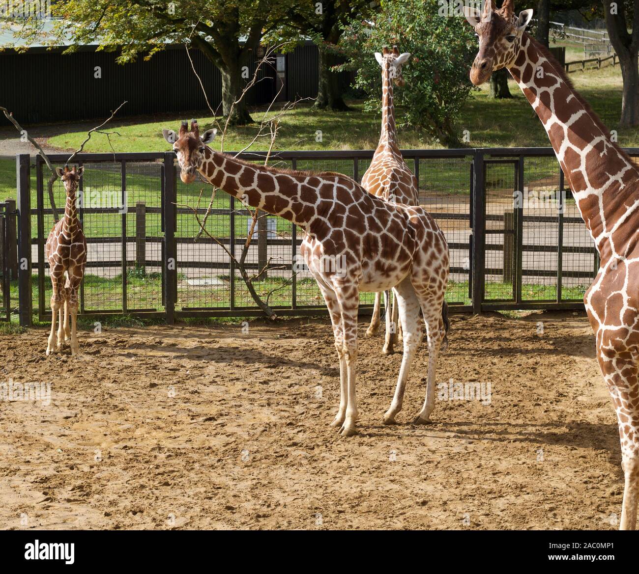 3 Oct 2019 - Dunstable, UK: Giraffes in enclosure at Whipsnade Zoo ...