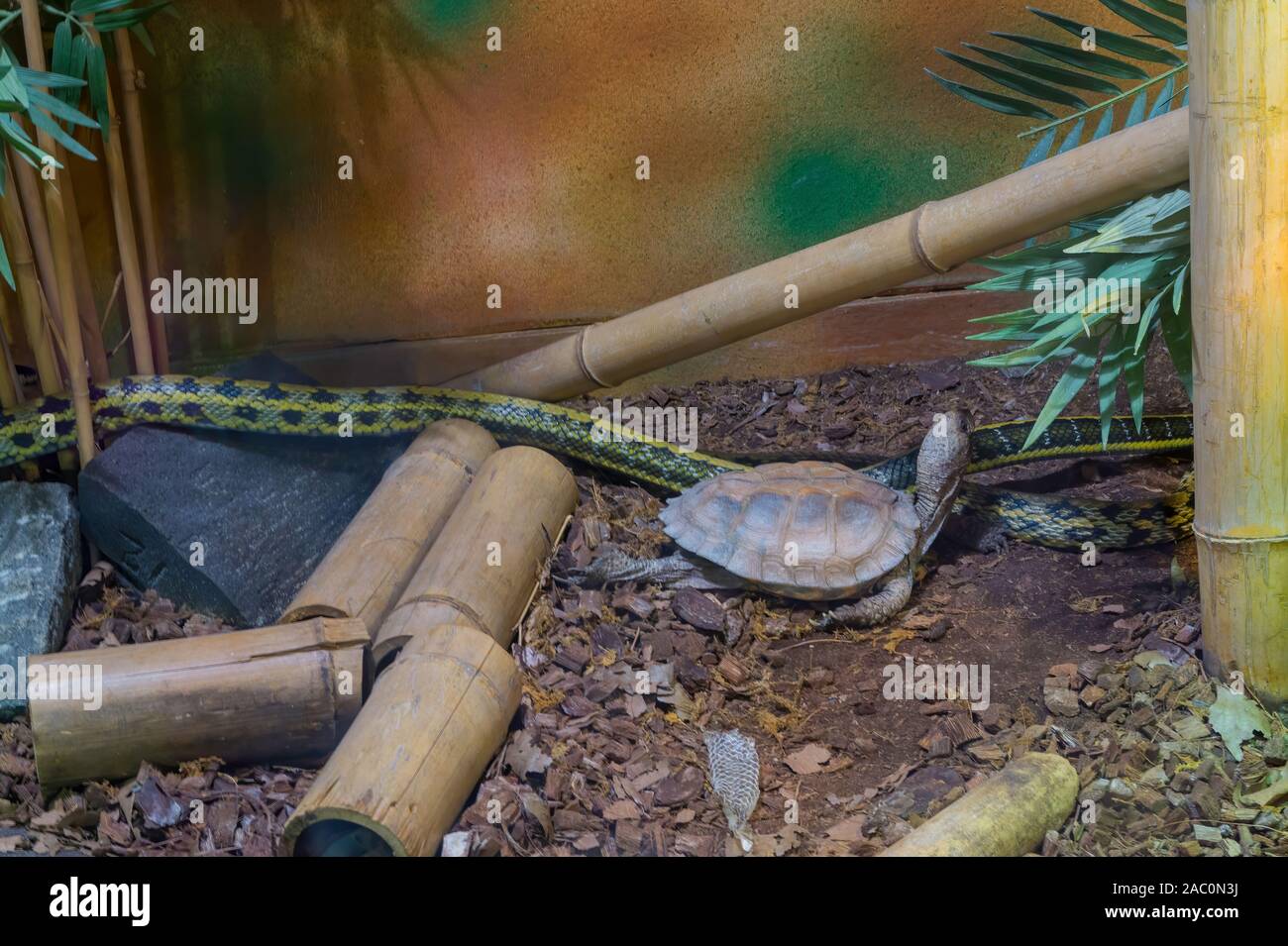 Turtle and snake in a terrarium Stock Photo - Alamy