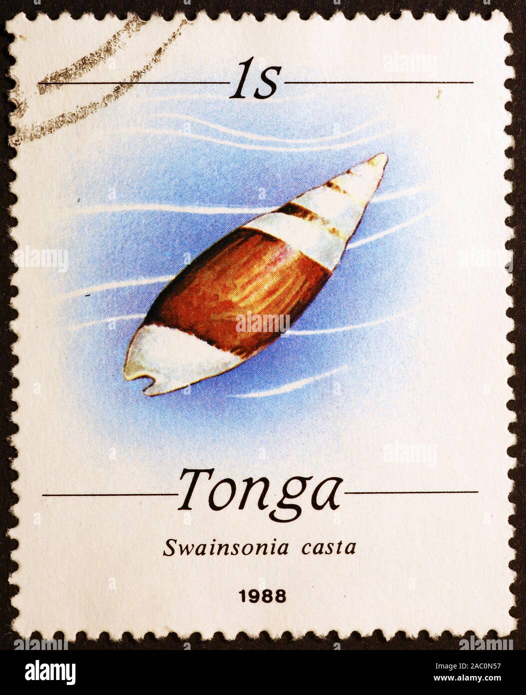 Beautiful shell on postage stamp of Tonga Stock Photo - Alamy