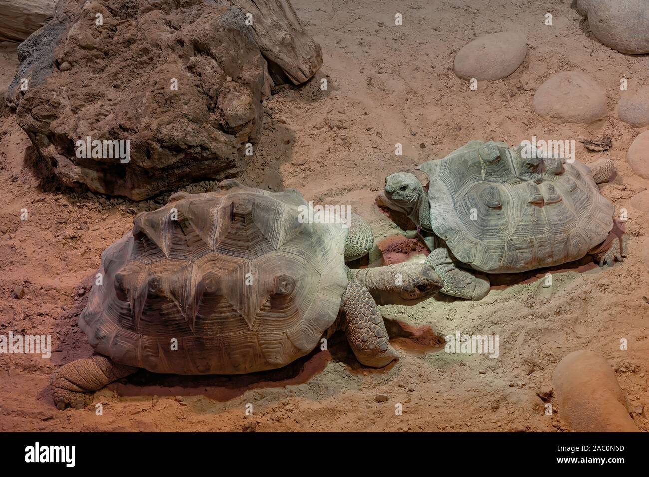 Two Ploughshare turtles in a desert Stock Photo - Alamy