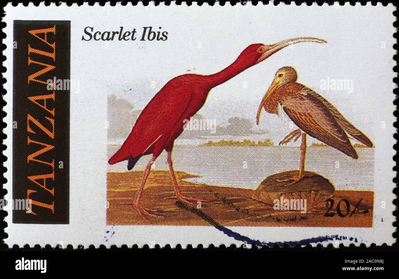 Scarlet ibis painted by Audobon on postage stamp Stock Photo - Alamy