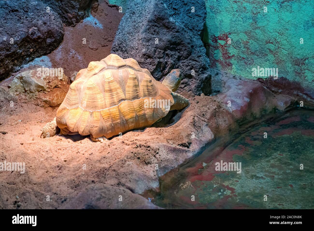 Aldabra tortoise near an azure wall Stock Photo - Alamy