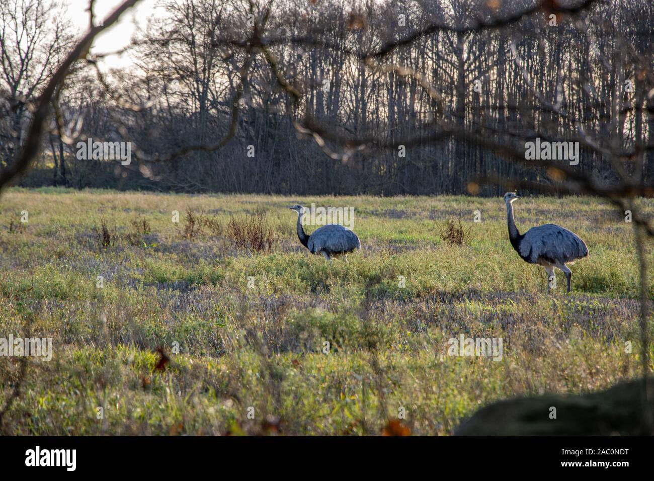 many Nandus stand on a pasture and look for fodder Stock Photo - Alamy