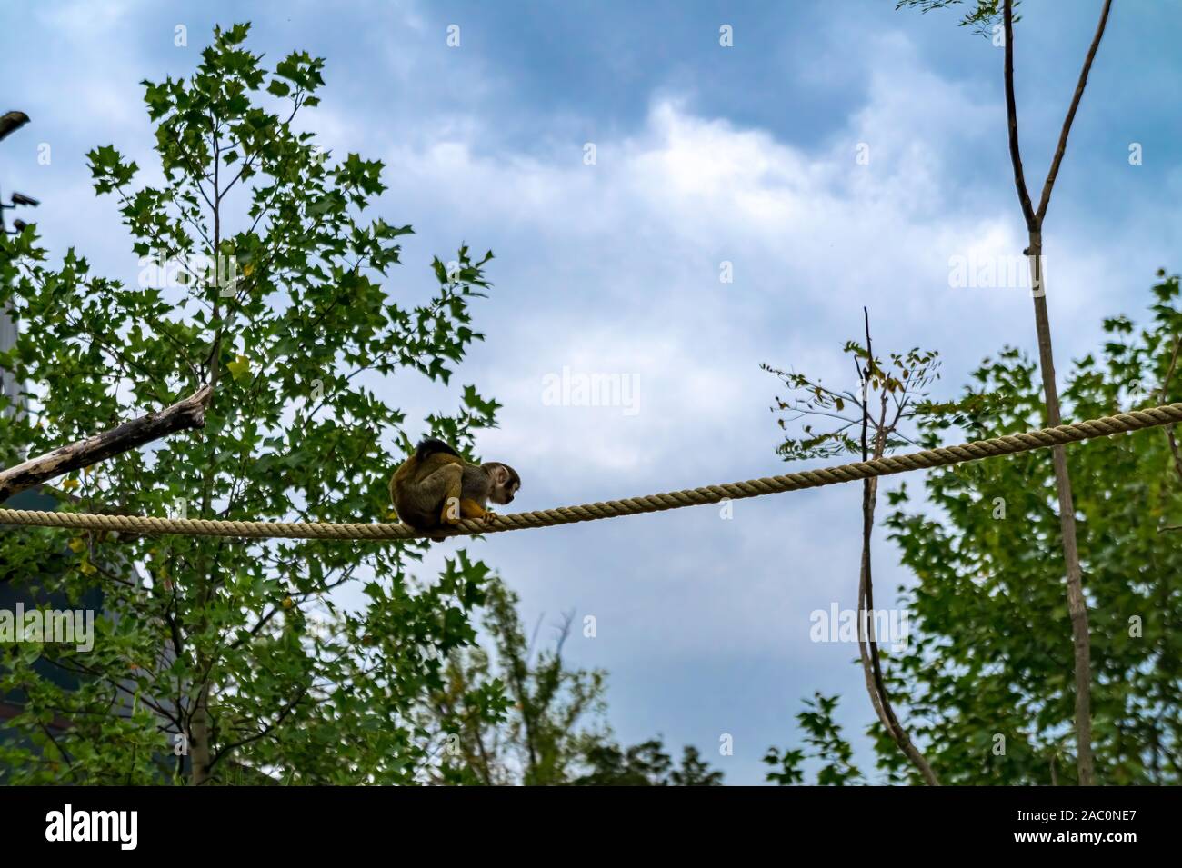 Squirrel monkey on a rope side view Stock Photo - Alamy