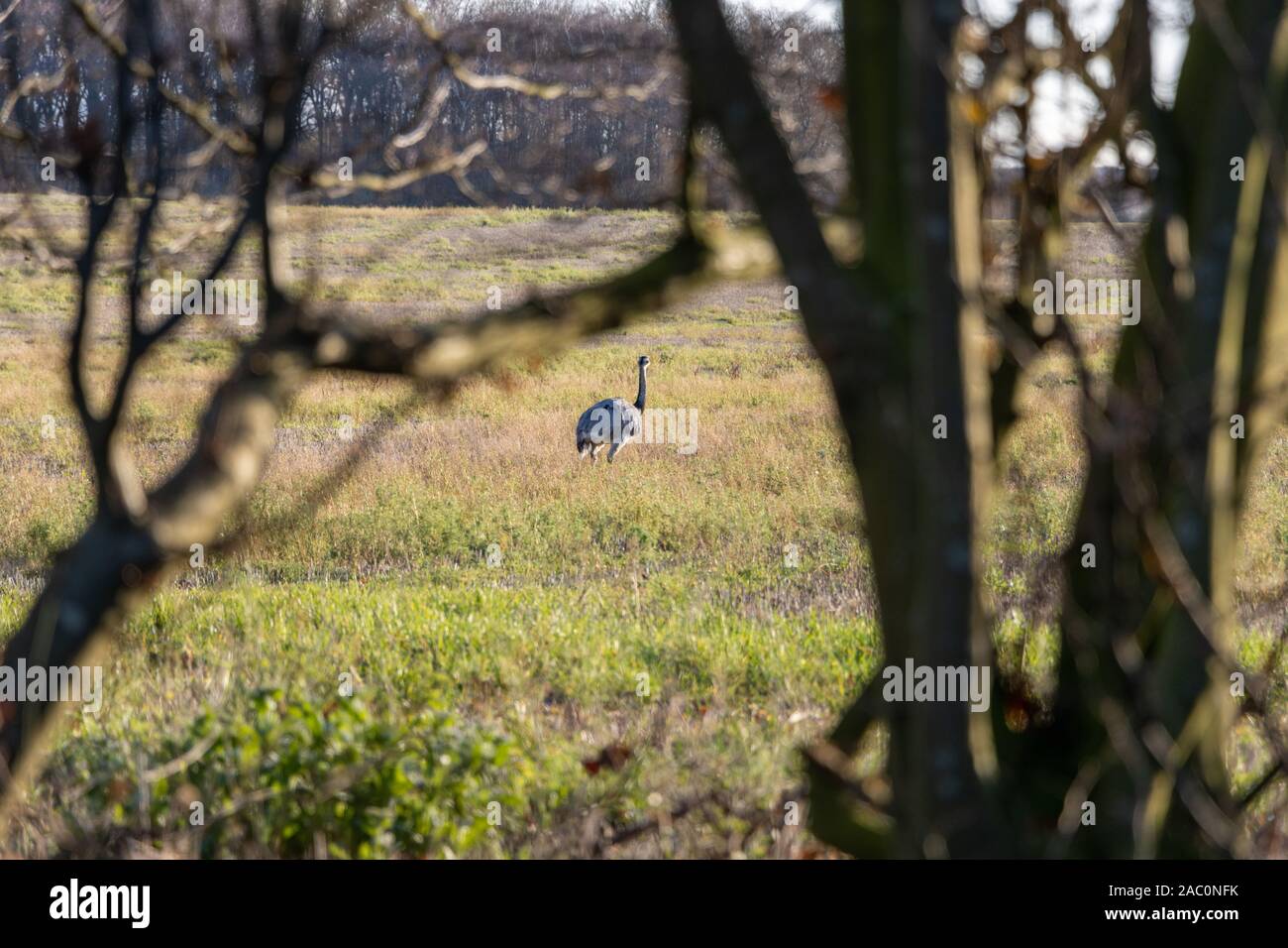 many Nandus stand on a pasture and look for fodder Stock Photo - Alamy