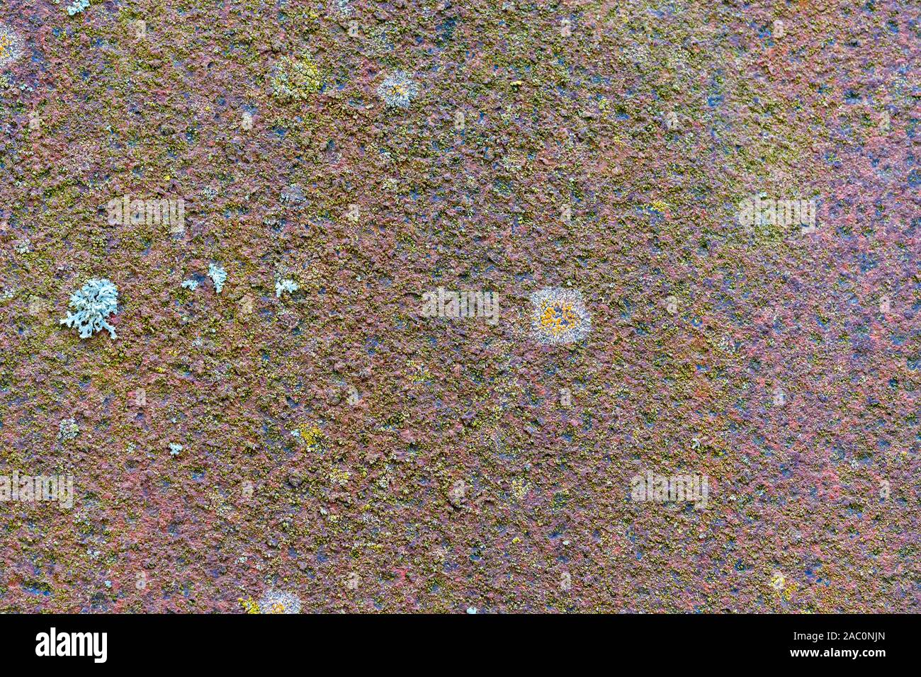 The texture of rusty metal what is covered with lichen and moss Stock ...