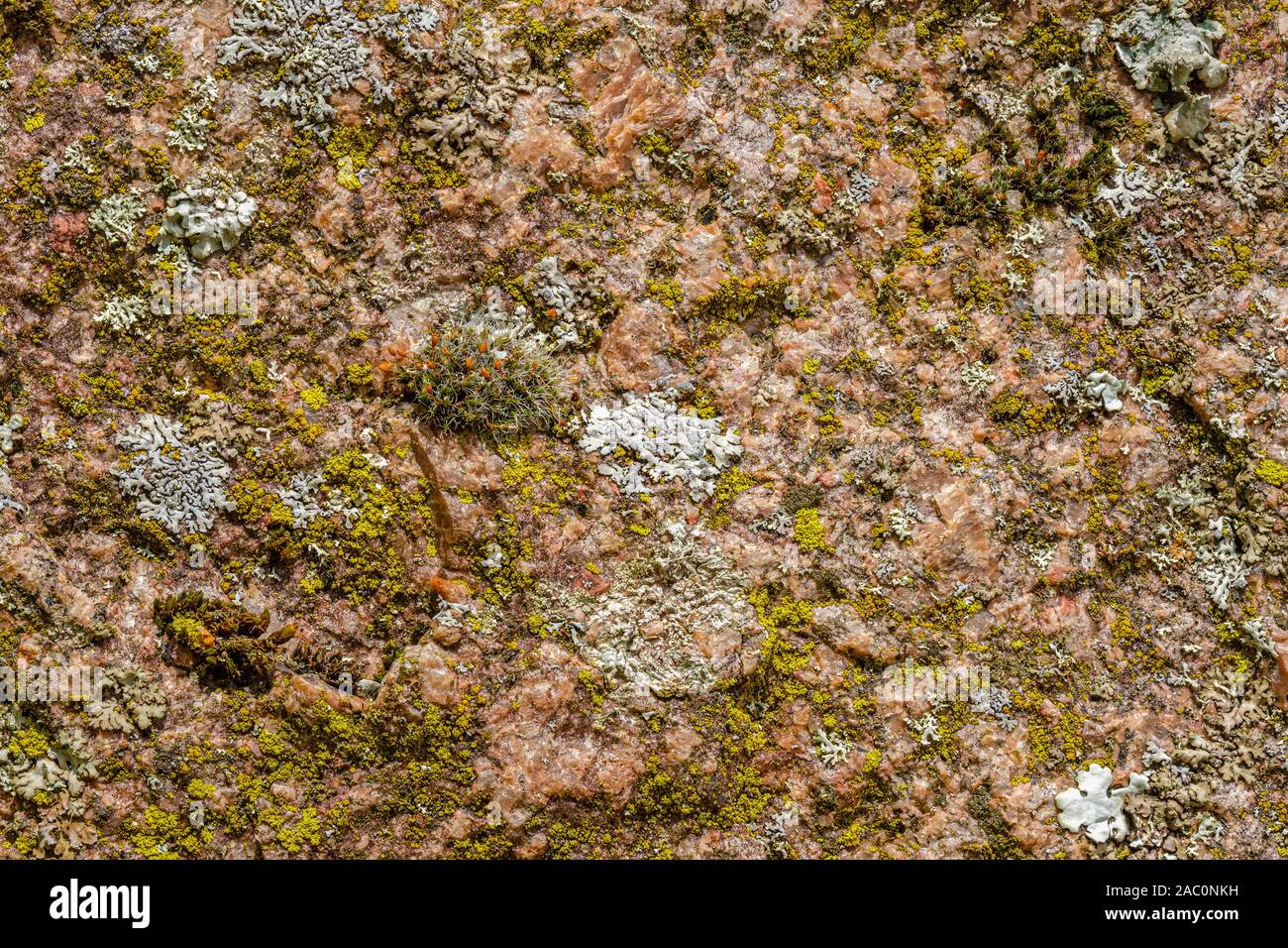 Orange lichen texture hi-res stock photography and images - Alamy