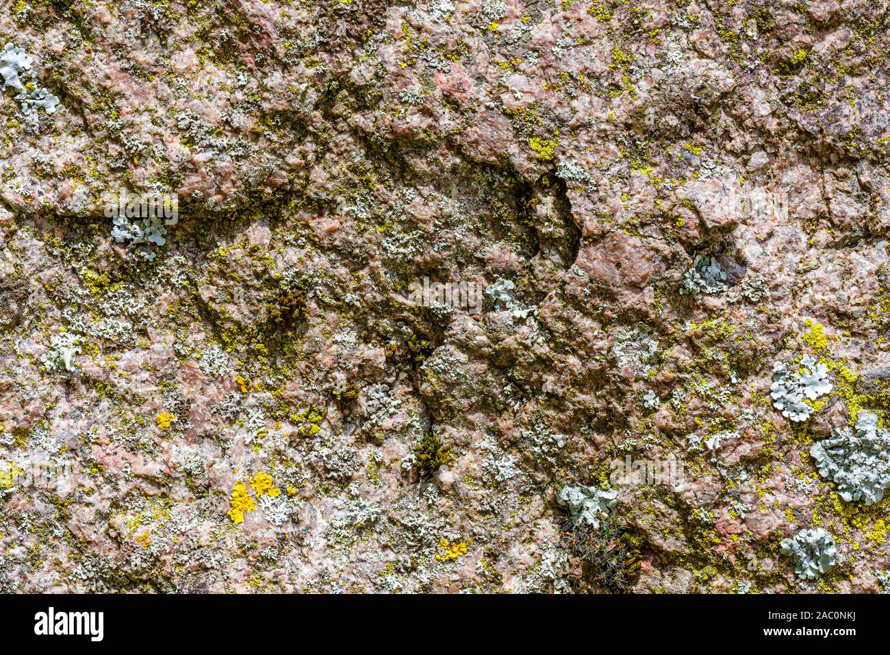 Orange lichen texture hi-res stock photography and images - Alamy