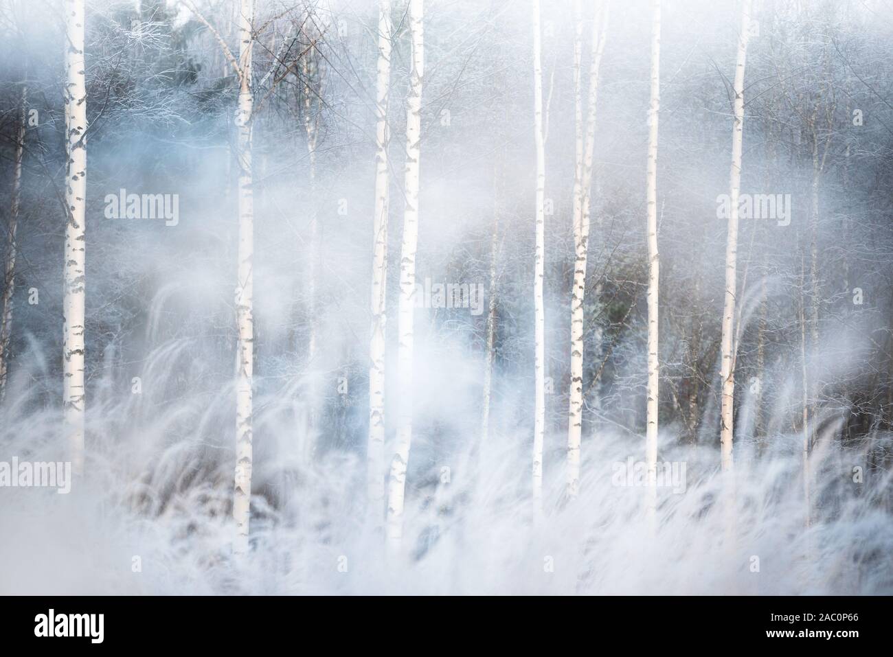 Birch tree forest behind snowy grasses, winter landscape in Finland ...