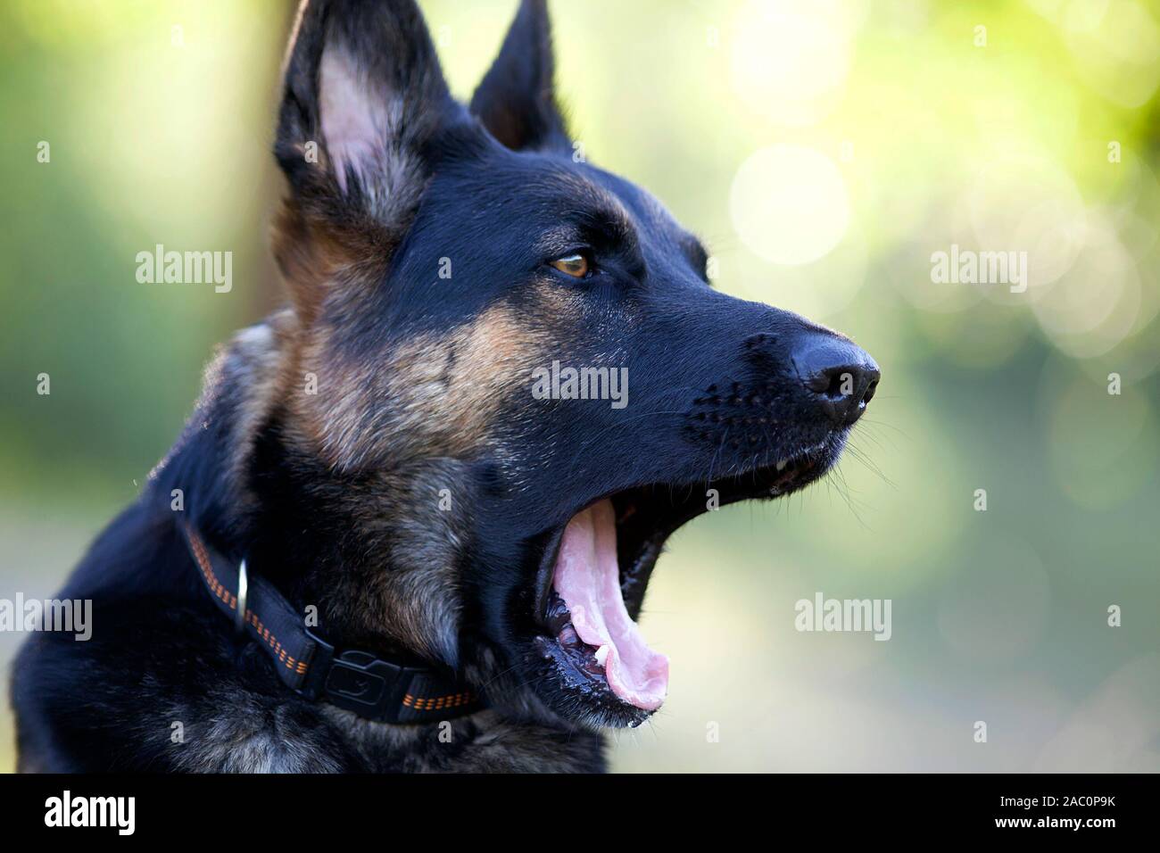 funny dog yawning. German Shepherd with OMG face Stock Photo - Alamy