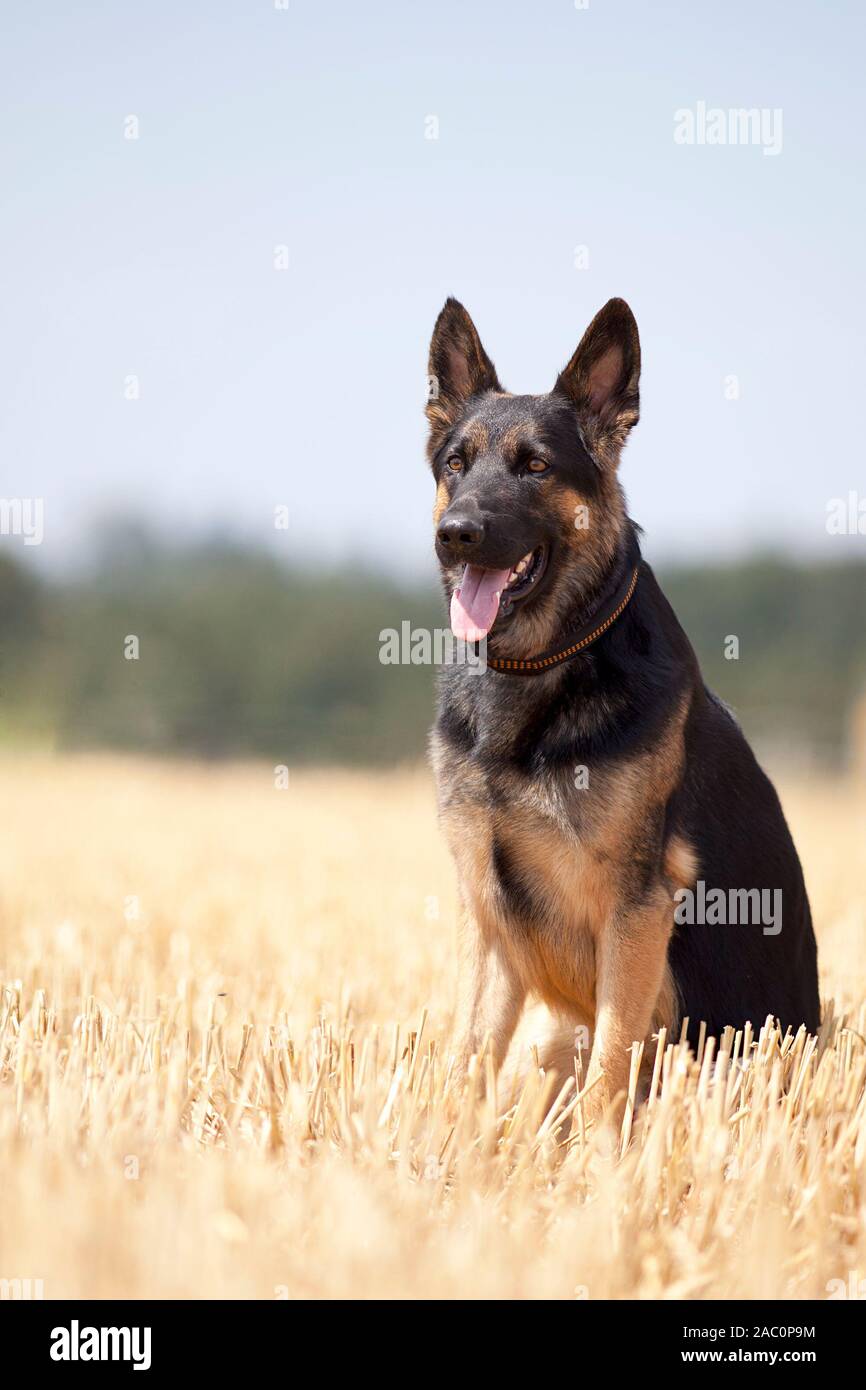 Dog German Shepherd sit in field portrait Stock Photo - Alamy