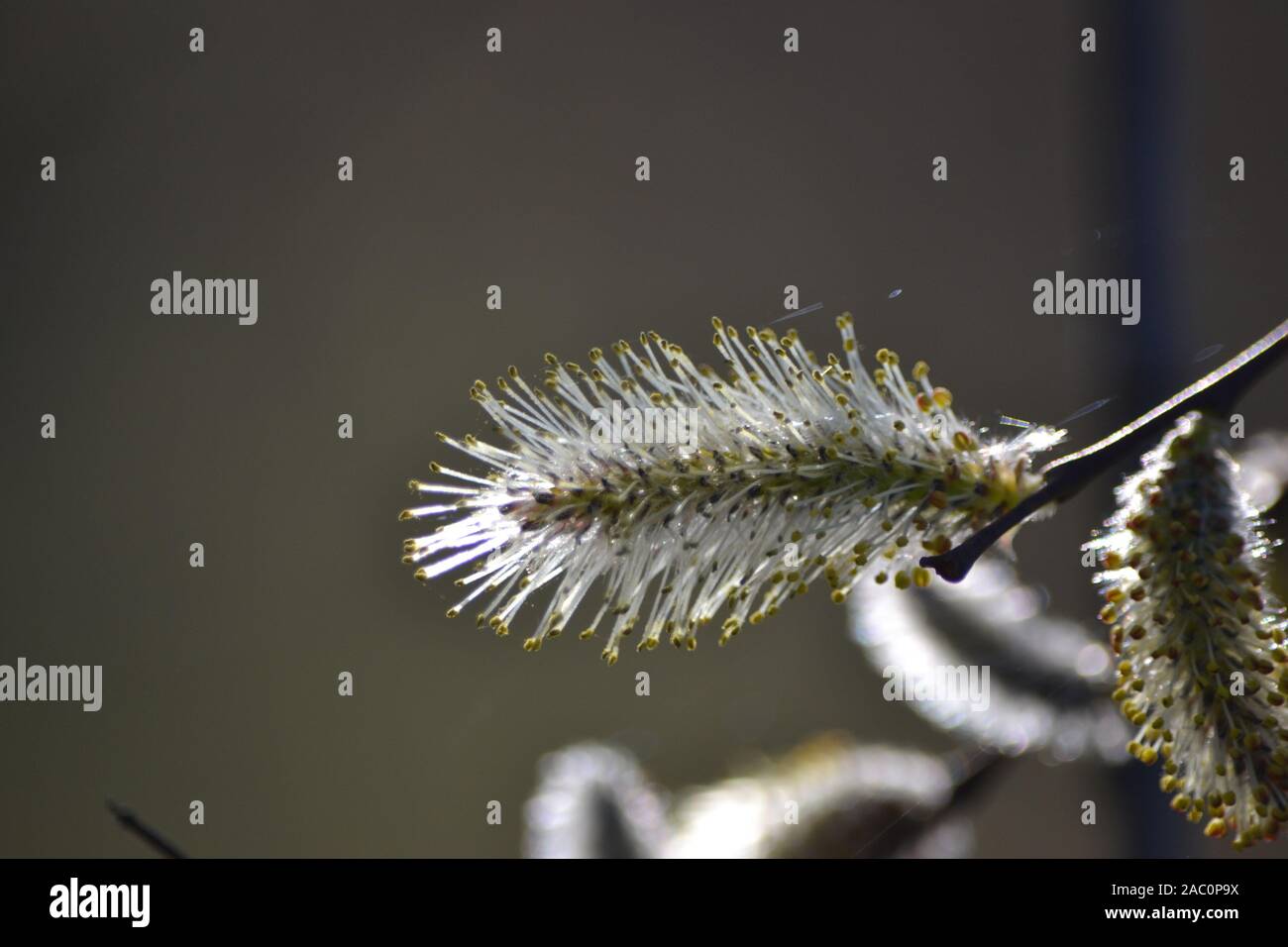Closeup of pussy willows in early spring Stock Photo - Alamy