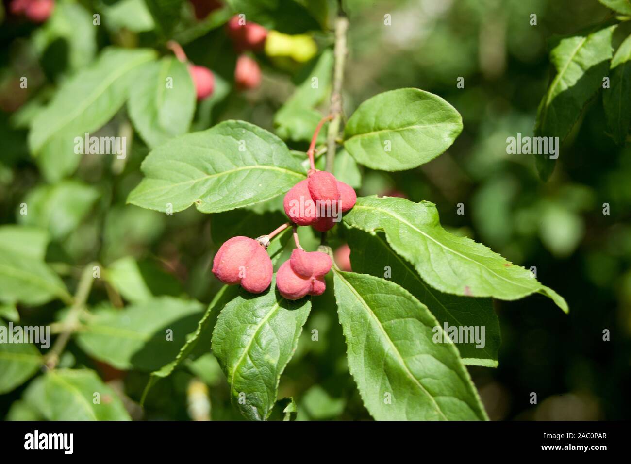 European spindle, common spindle, Euonymus europaeus Stock Photo - Alamy