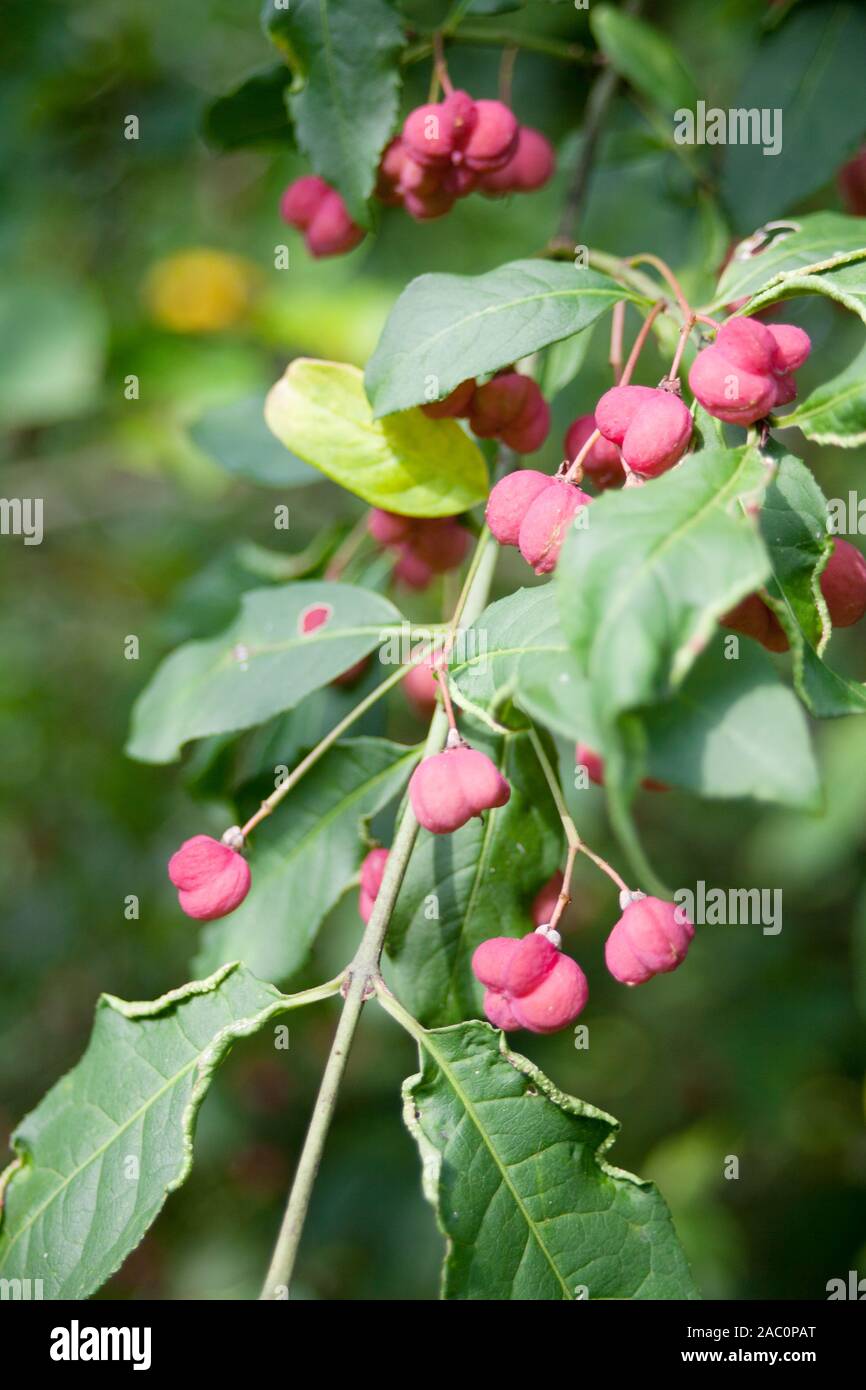 European spindle, common spindle, Euonymus europaeus Stock Photo - Alamy