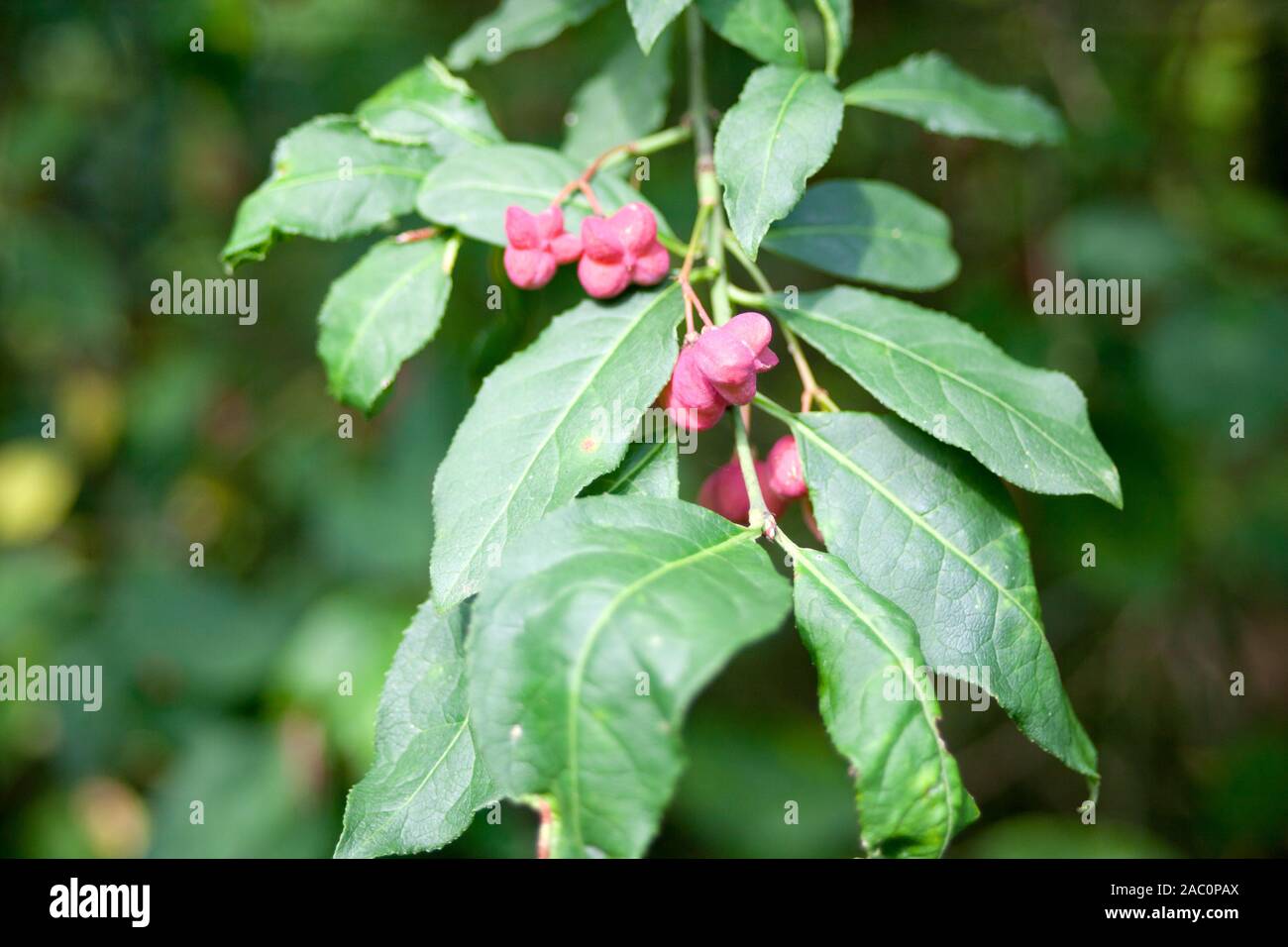 European spindle, common spindle, Euonymus europaeus Stock Photo - Alamy