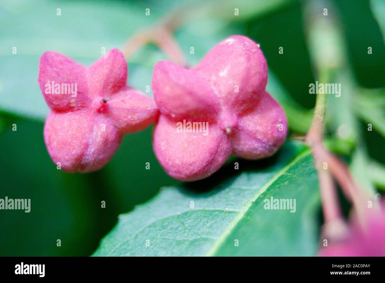 European spindle, common spindle, Euonymus europaeus Stock Photo - Alamy