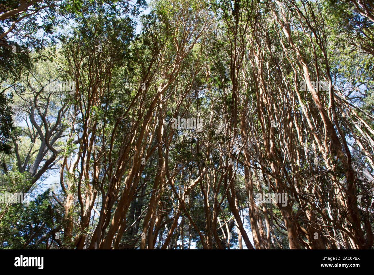 Los arrayanes national park hi-res stock photography and images - Alamy