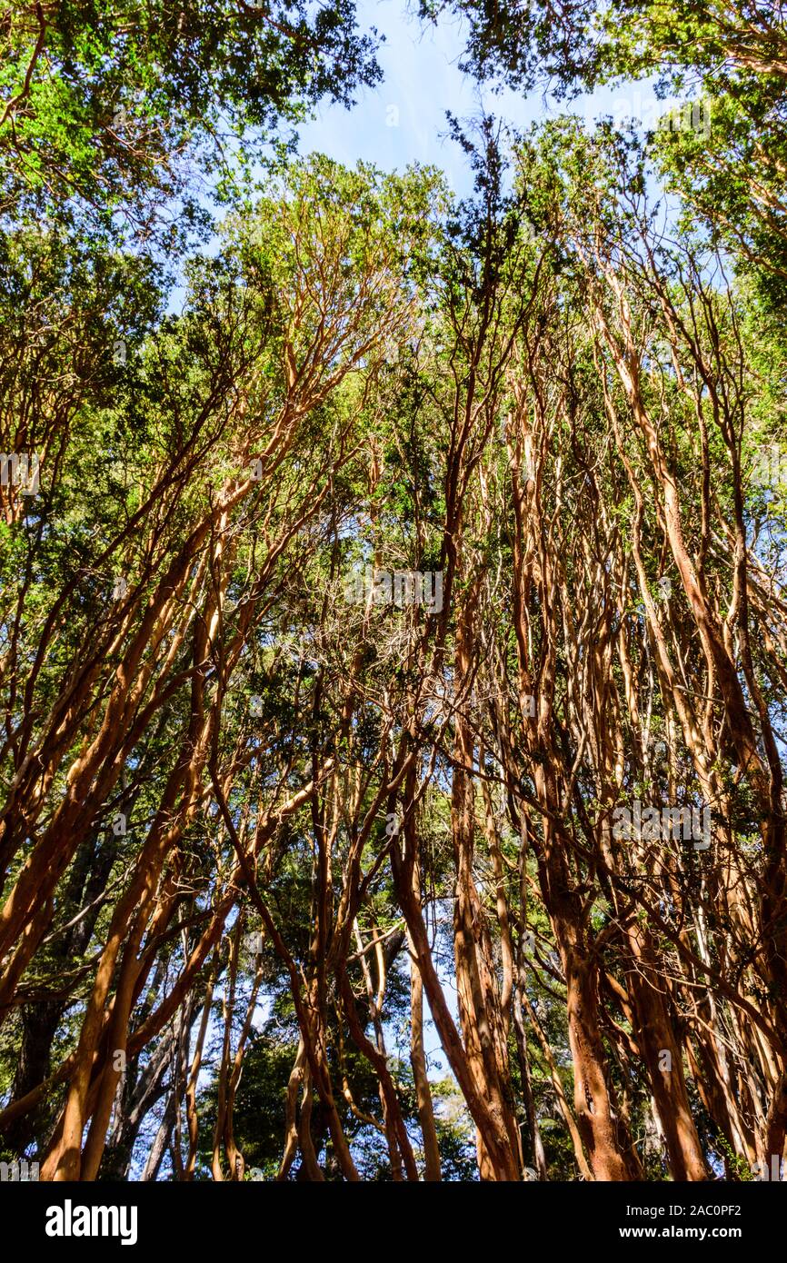 Arrayan Tree High Resolution Stock Photography and Images - Alamy