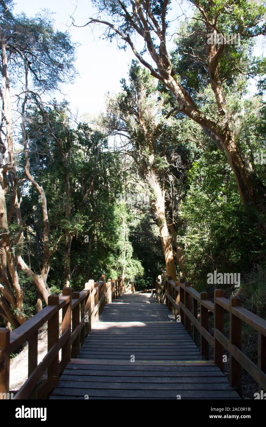 Arrayanes trees hi-res stock photography and images - Alamy