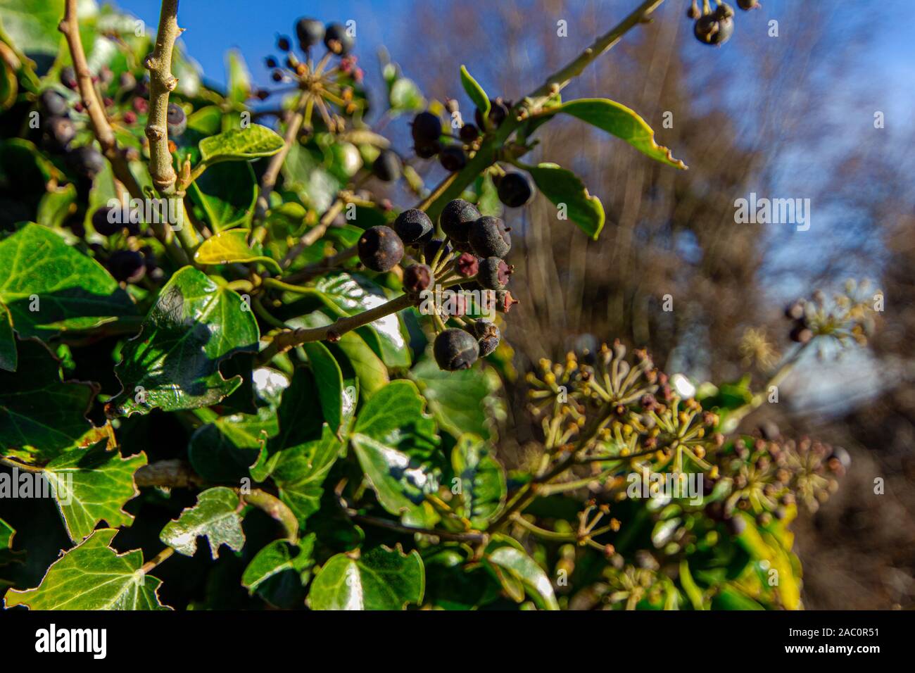 Plant with blue cluster berries along the edge of Lake Como Stock Photo ...