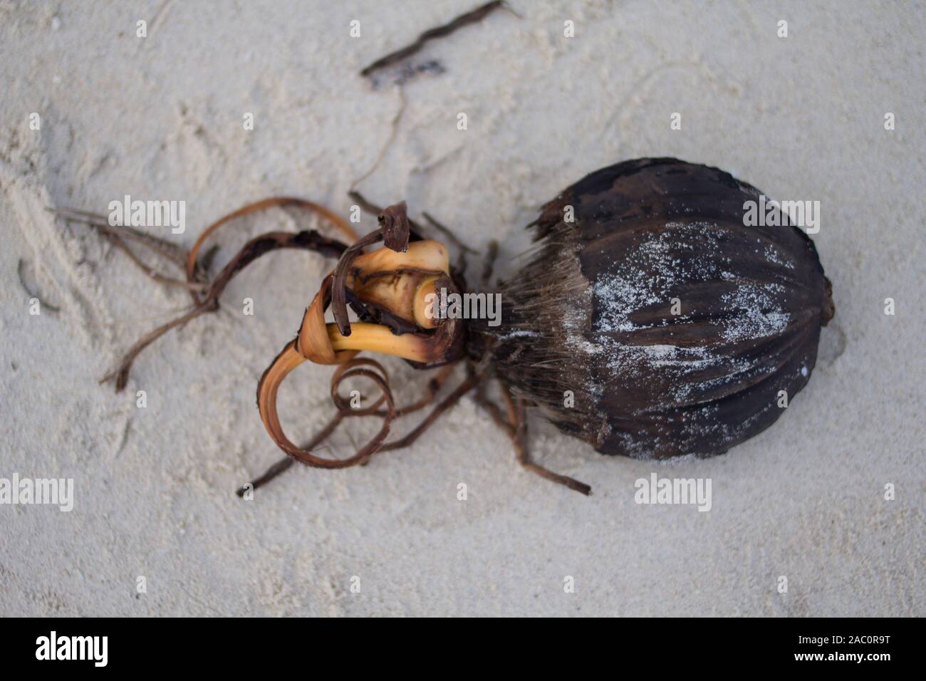 coconut on the beach looking like an animal Stock Photo - Alamy